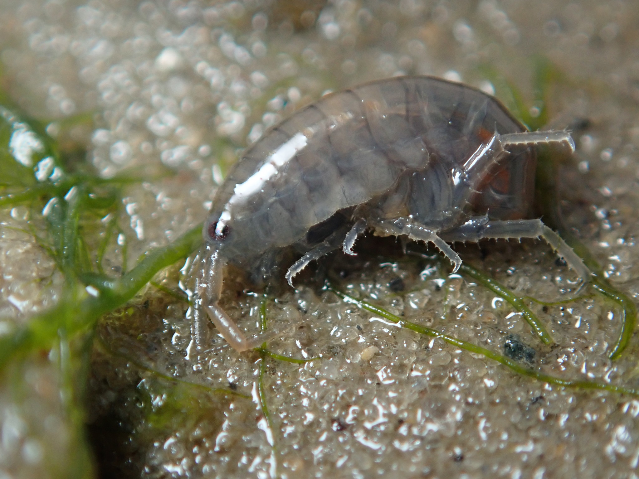 Platorchestia platensis (Krøyer, 1845)