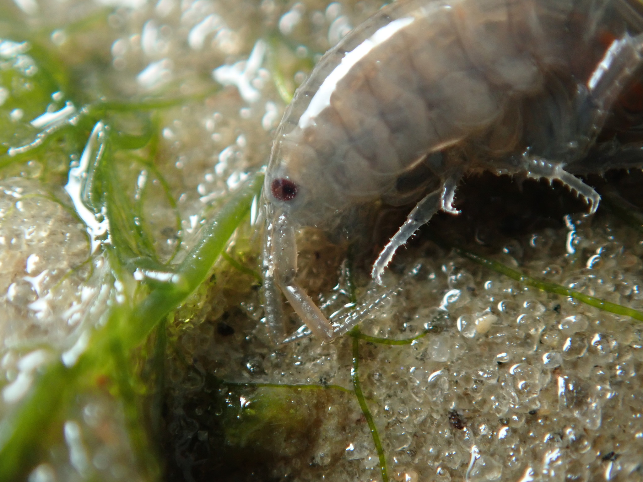 Platorchestia platensis (Krøyer, 1845)