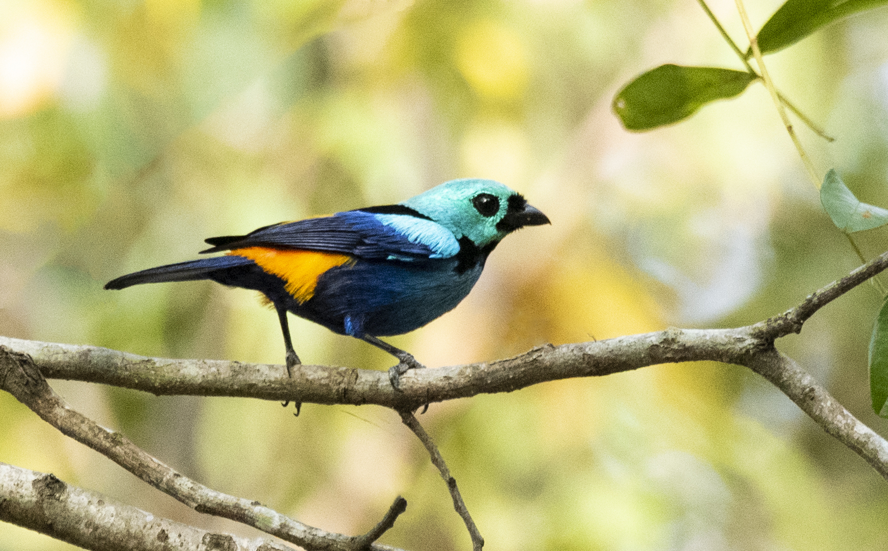 Seven Colored Tanager