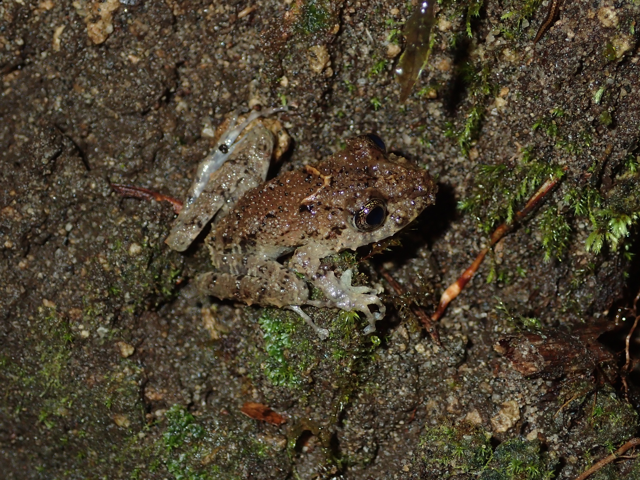 Pristimantis crenunguis (Lynch, 1976)