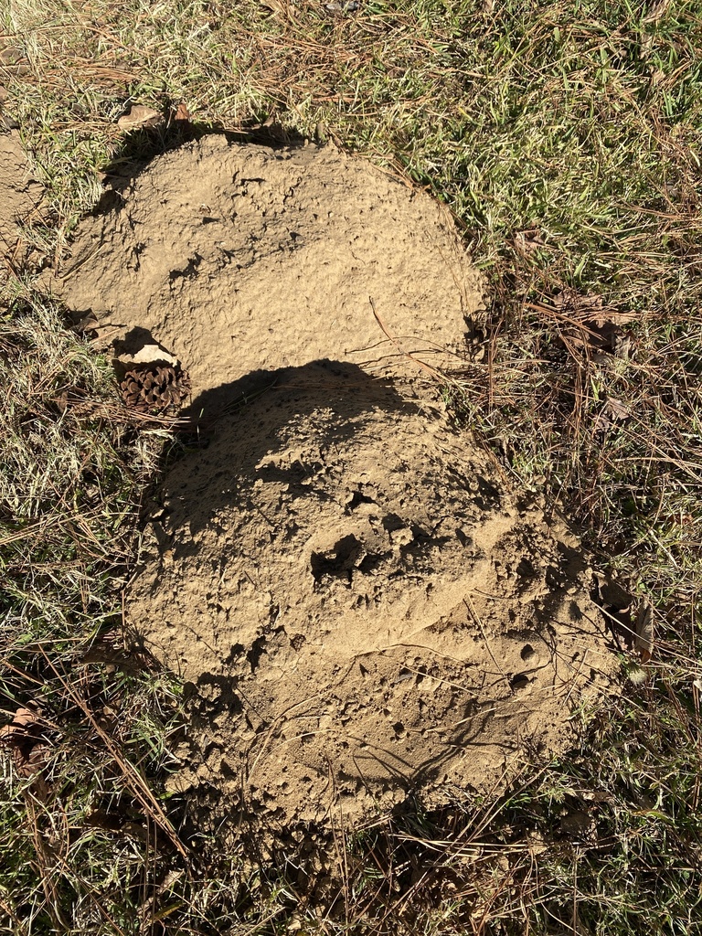 Eastern Pocket Gophers from Cedar Pine Ln, Oak Point, TX, US on ...