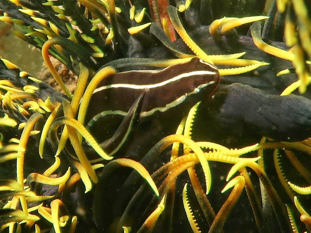 Crinoid Clingfish from Sunken yacht, Camiguin on May 12, 2017 at 04:40 ...