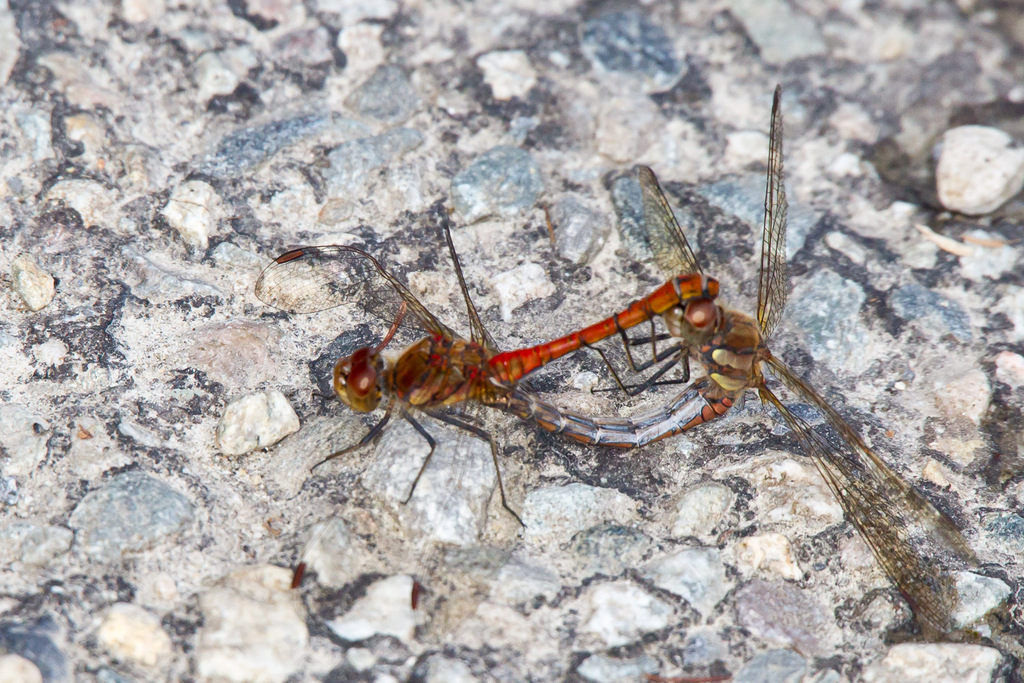 Highland Darter from Chonamara National Park HQ area, Ireland on August ...