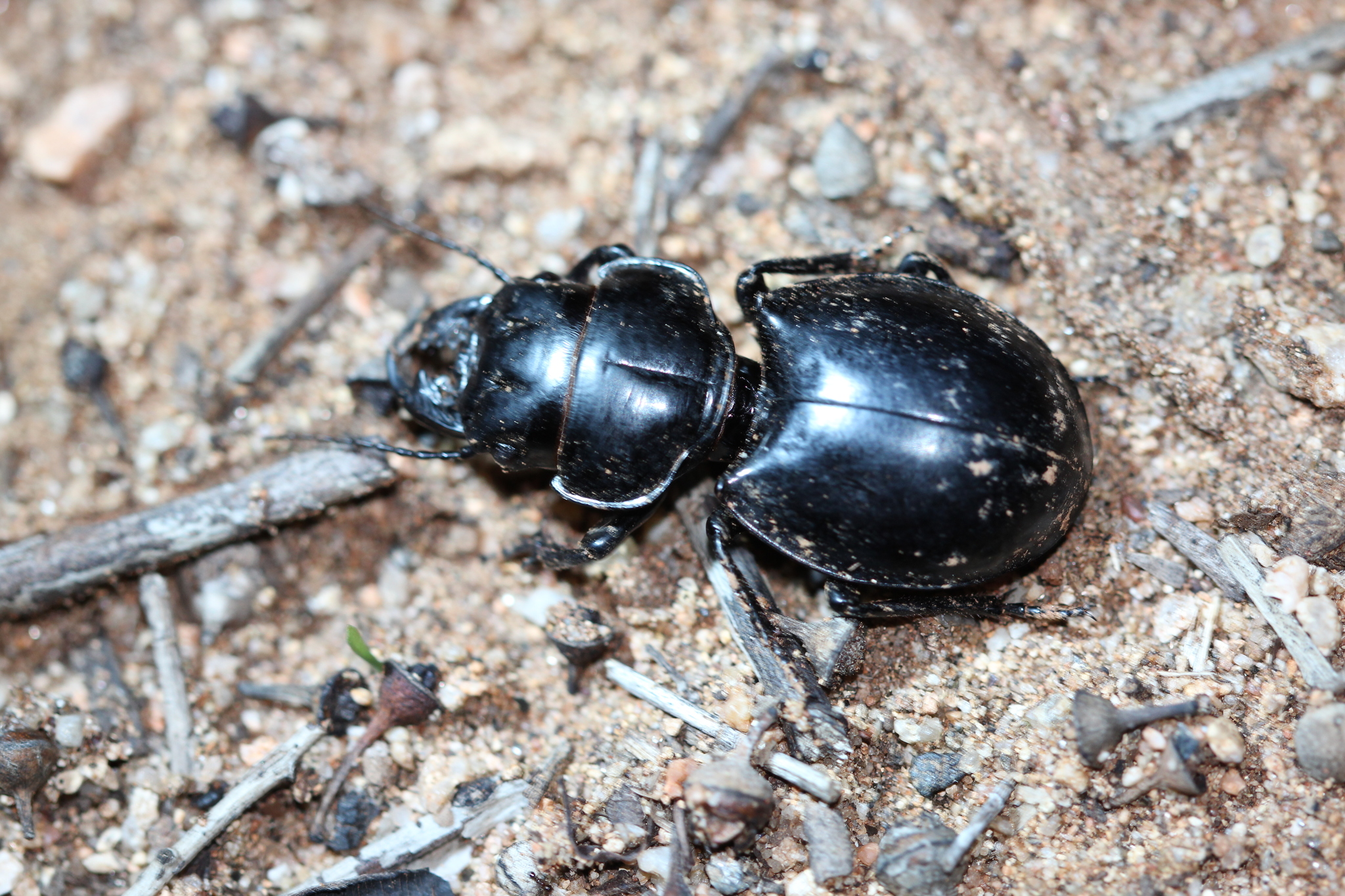 Euryscaphus W.J.MacLeay, 1865