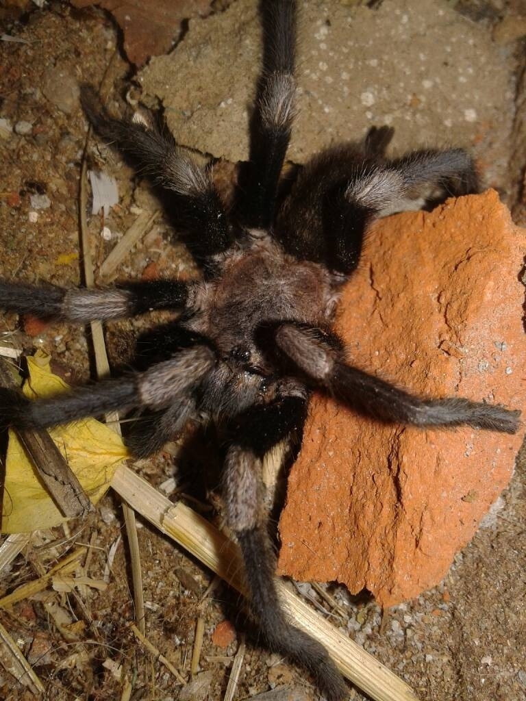 Himalayan Earth-tiger Tarantula from Jawali, Kangra, HP, IN on July 31 ...