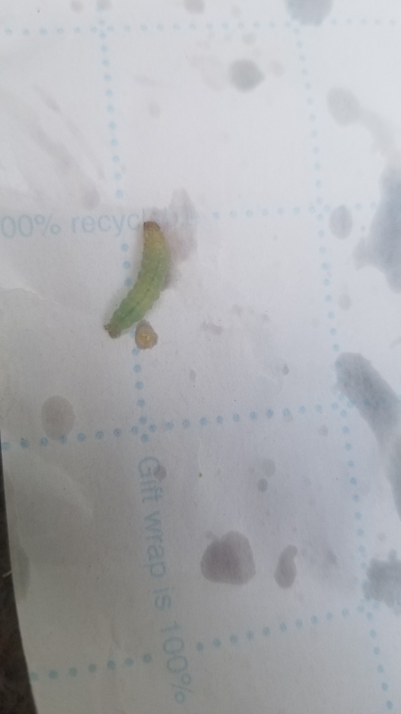 Pickleworm Moth from Mililani Mauka - Launani Valley, Mililani, HI, USA ...