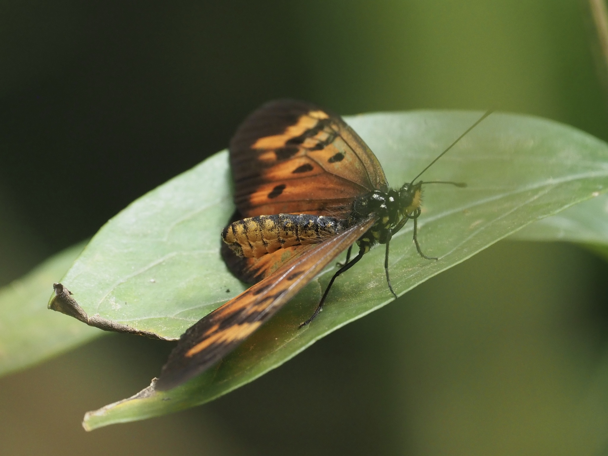 Acraea pharsalus Ward, 1871