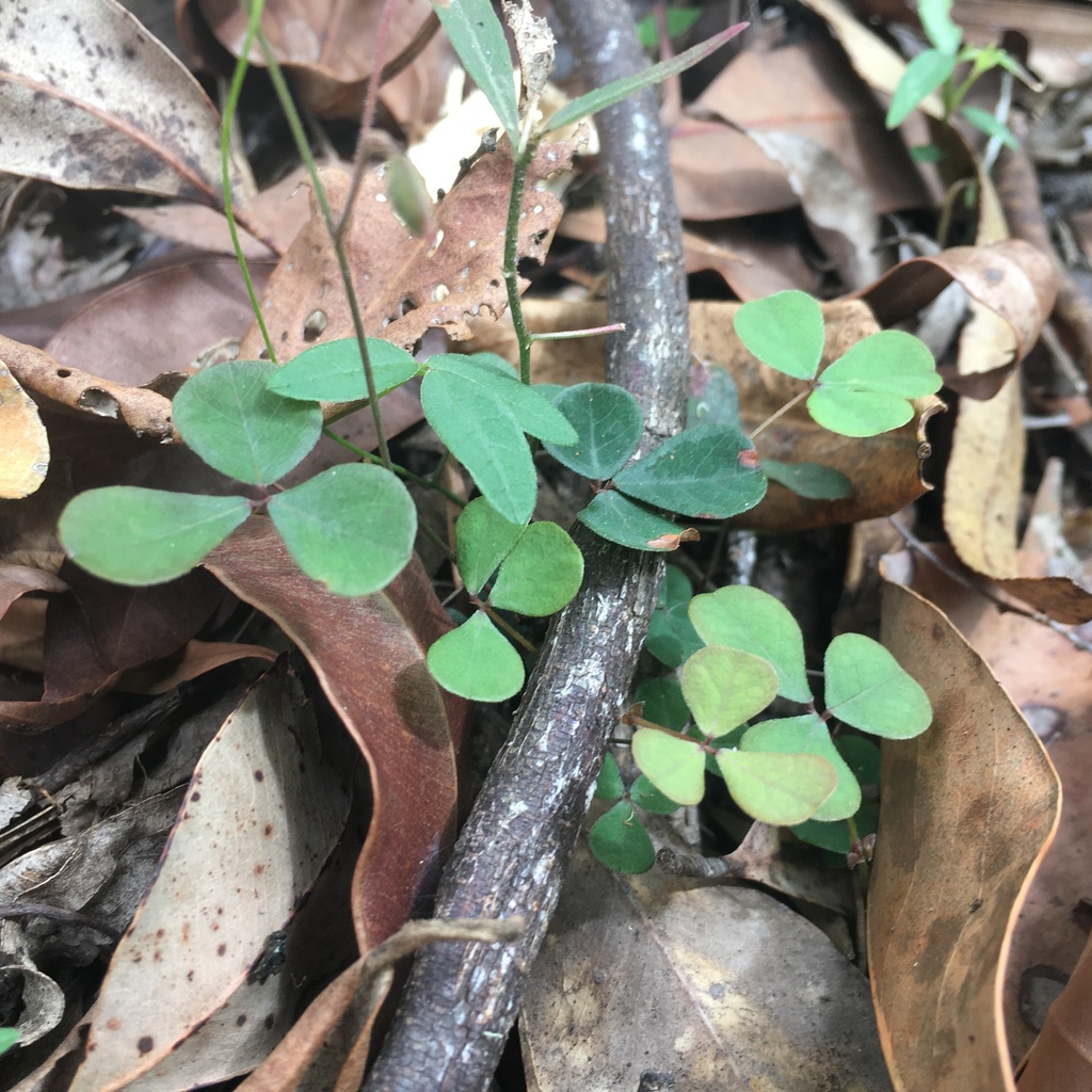 Pullenia gunnii in December 2020 by Alan Wynn · iNaturalist