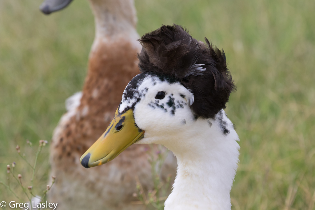 Domestic Mallard from Reeves, Texas, United States on September 26 ...