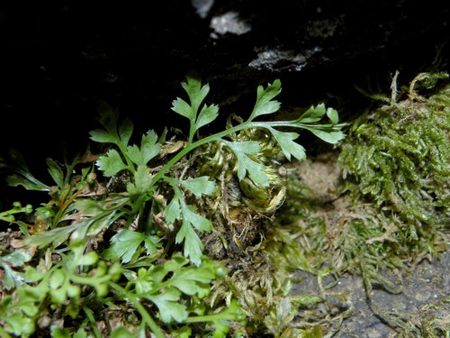 Hybrid Asplenium × costei · iNaturalist