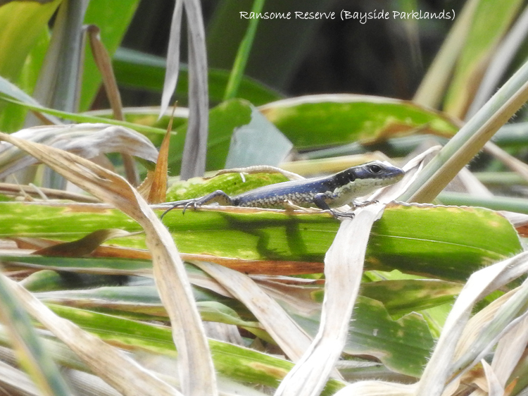 Eastern Water Skink from Ransome QLD 4154, Australia on December 25 ...