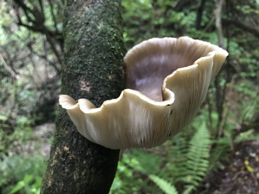 Brown Oyster Mushroom from Johnston Hill, Karori, Wellington, NZ on ...