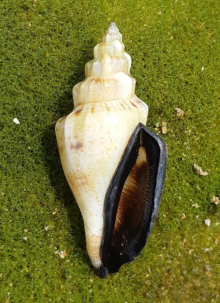 Little Bear Conch from Legacy Beach, Kampung Dhobi, 71000 Port Dickson ...