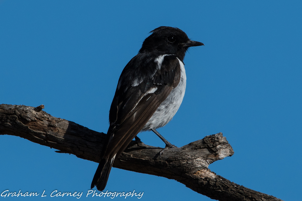 Hooded Robin from Rocky Gully SA 5254, Australia on December 26, 2020 ...