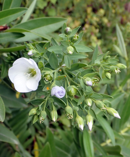 Variety Linum monogynum chathamicum · iNaturalist
