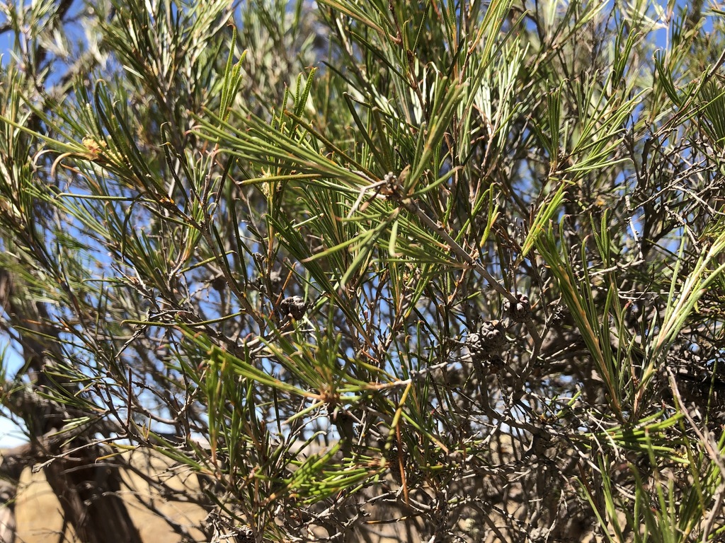 broombush from Senior SA 5268, Australia on December 26, 2020 at 10:59 ...