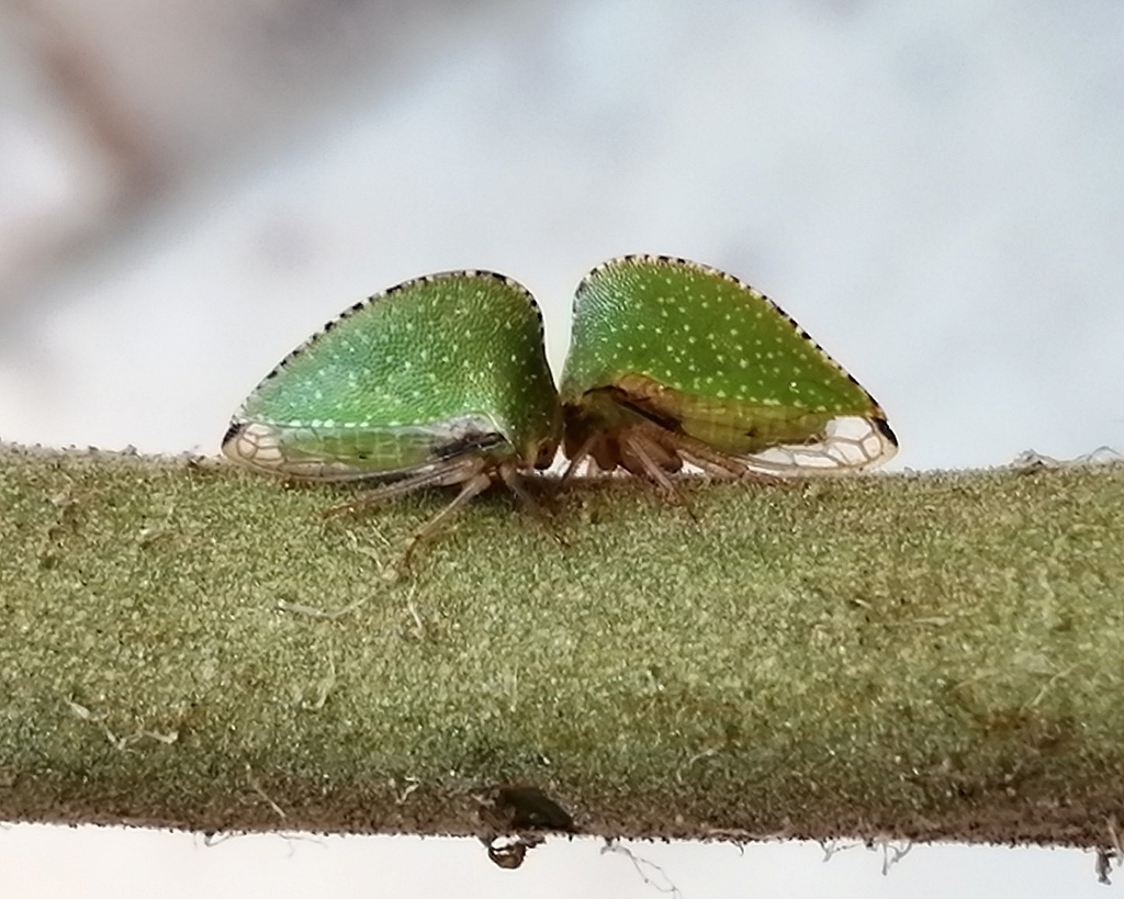 Antianthe expansa from Durango on November 08, 2020 at 05:18 PM by ...