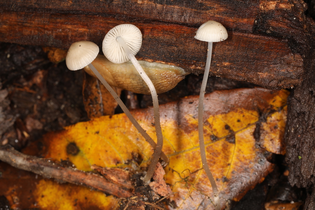 Snapping Bonnet from St. Joseph Co., Indiana, USA on October 22, 2020 ...