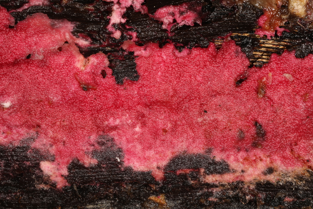 pink polypore mould from St. Joseph Co., Indiana, USA on October 22 ...