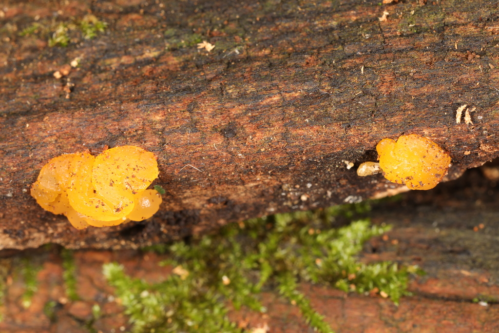Dacrymyces from St. Joseph Co., Indiana, USA on October 21, 2020 by ...