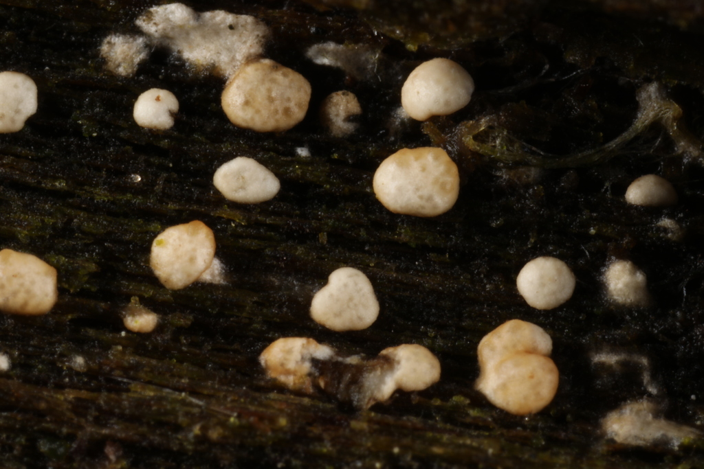 Trichoderma hamatum from St. Joseph Co., Indiana, USA on October 21 ...