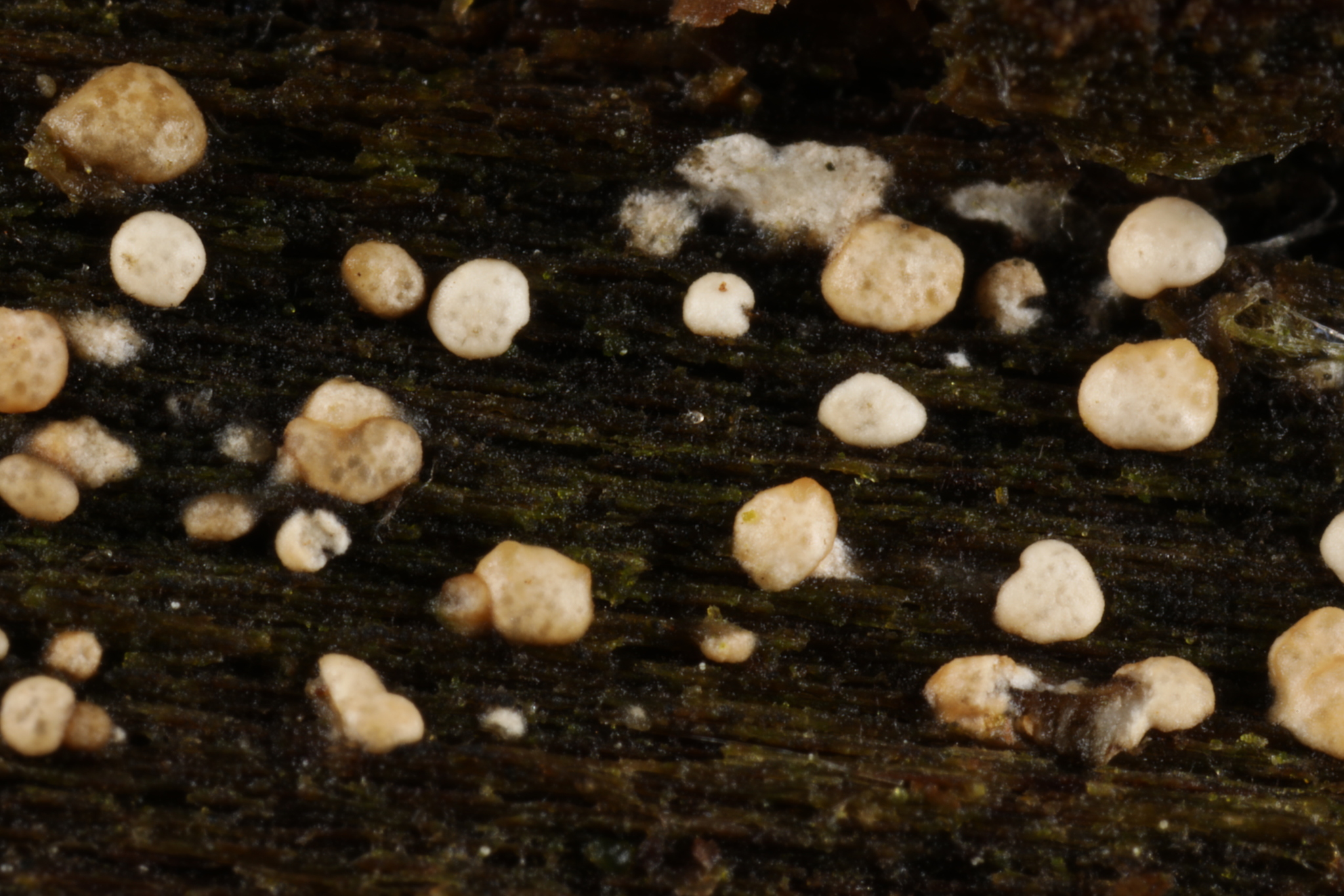 Trichoderma hamatum (Bonord.) Bainier