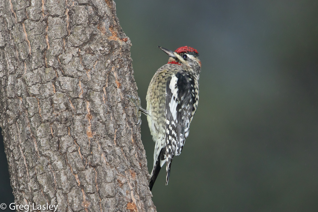 Red-naped Sapsucker from Jeff Davis County, TX, USA on September 27 ...