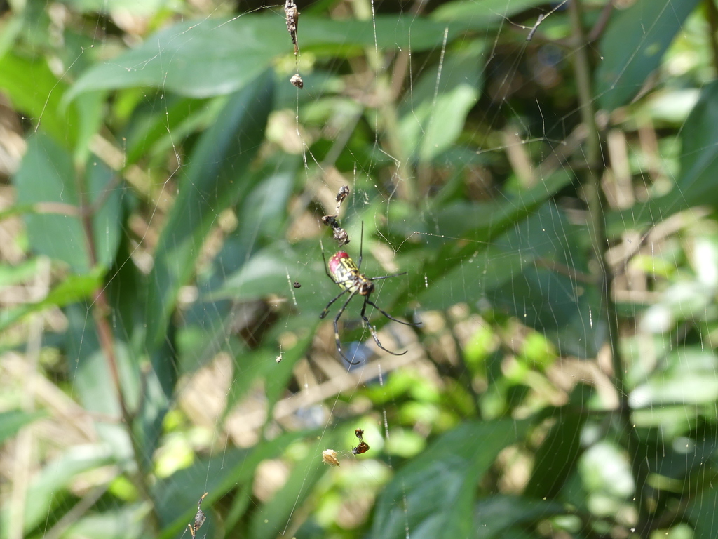 Joro Spider from Budhanilkantha, Nepal on October 29, 2017 at 09:51 AM ...