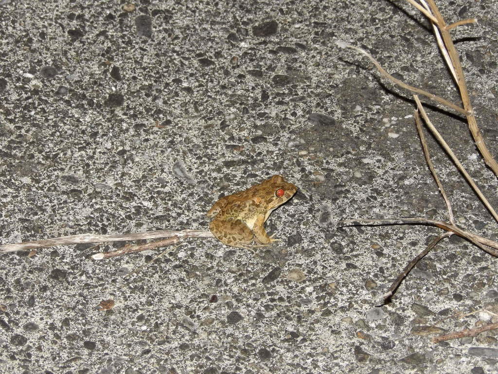 Ishigakijima Wart Frog from Haemi, Taketomi, Yaeyama District, Okinawa ...