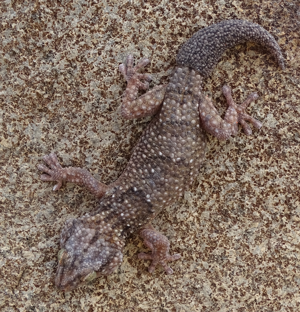 Button-scaled Gecko from Wlotzkasbaken area, Erongo Region, Namibia on December 26, 2020 at 07: ...