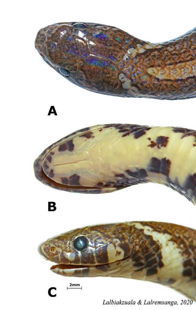 Assam Kukri Snake from Tamdil National Wetland on June 4, 2019 by ...