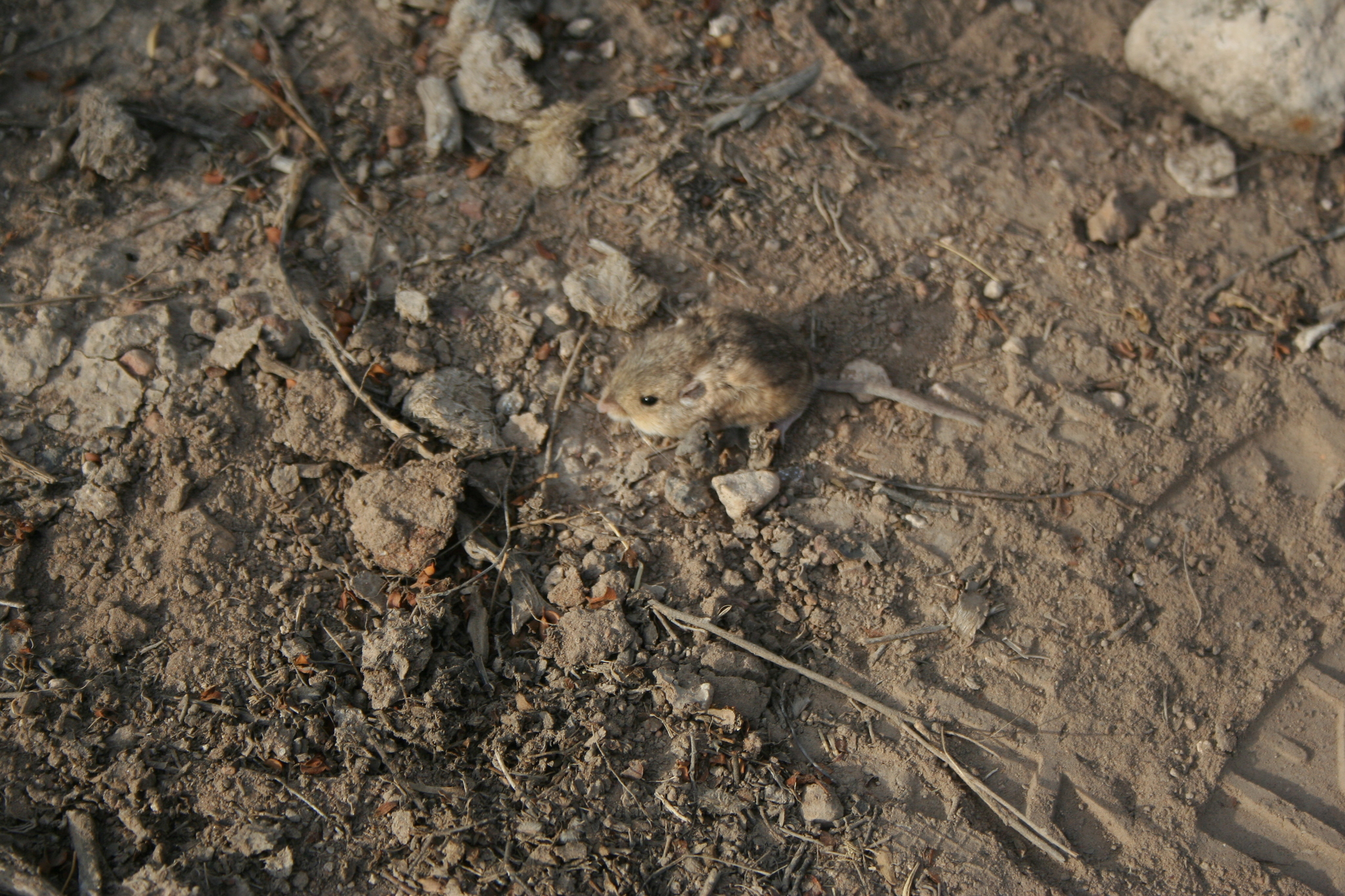 Perognathus flavus Baird, 1855