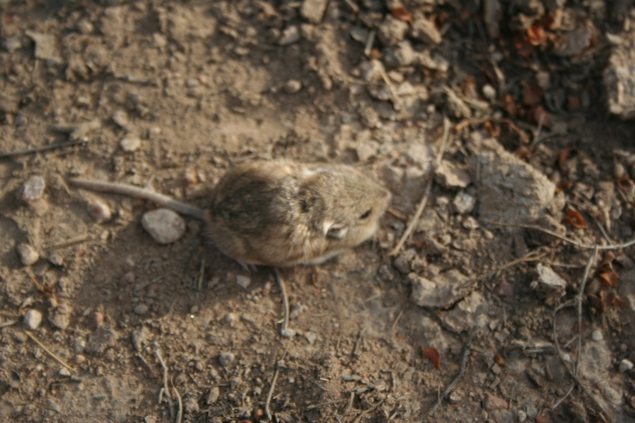 Perognathus flavus Baird, 1855