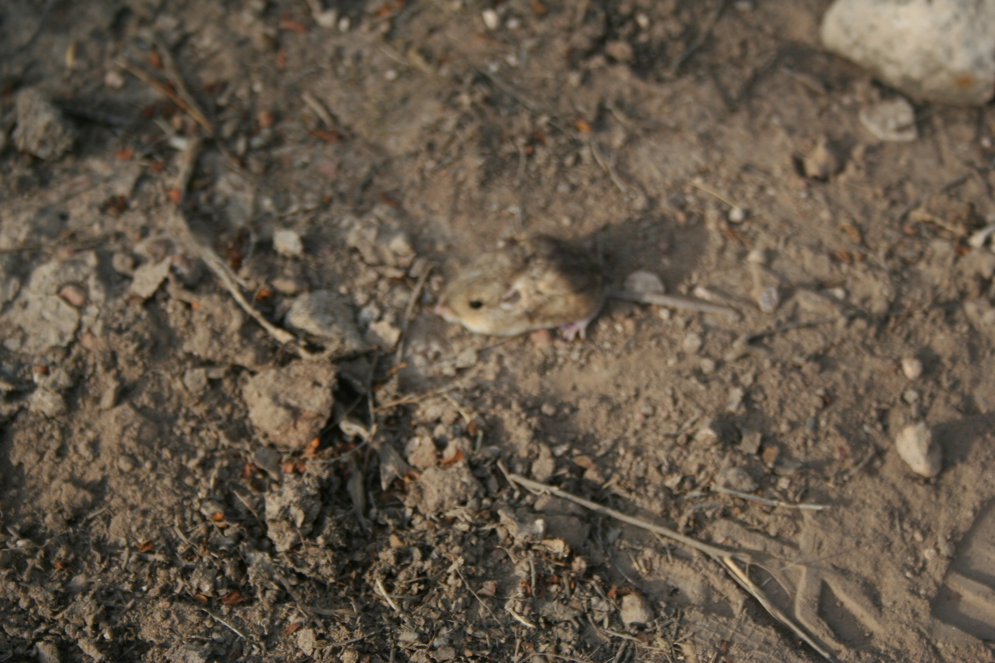 Perognathus flavus Baird, 1855