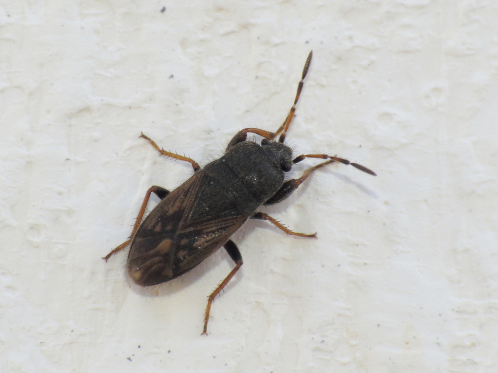 Introduced Dirt-colored Seed Bug from 18460 Yegen, Granada, Spain on ...