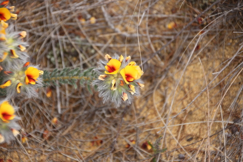 Genus Urodon · iNaturalist