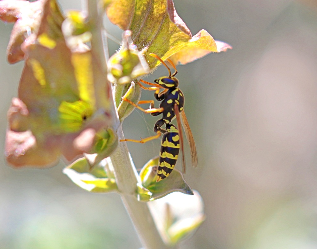 European Paper Wasp from Grootboschkloof Trail,Constantia, Cape Town ...