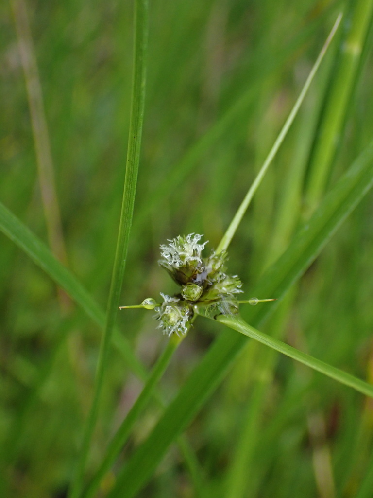 Fuirena coerulescens from Susan Street, Plettenberg Bay, WC, ZA on ...