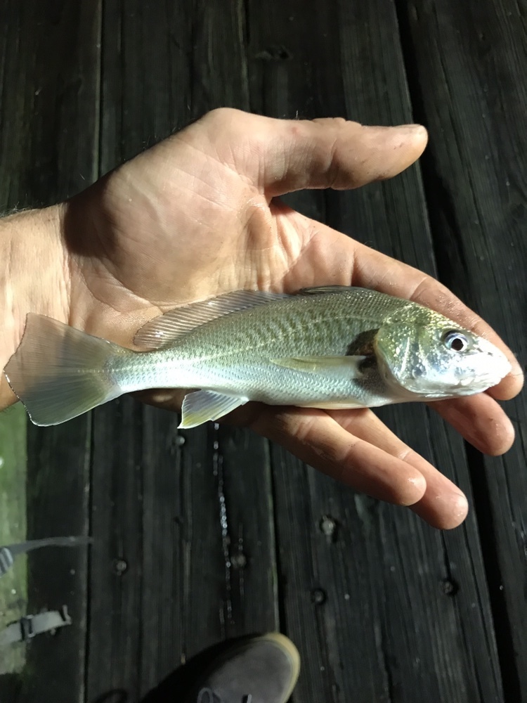 Atlantic Croaker from Chesapeake Bay, Norfolk, VA, US on August 28 ...