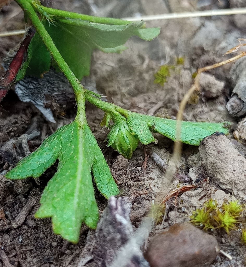 Bladderweed from Riversdale, 6670, South Africa on December 21, 2020 at ...
