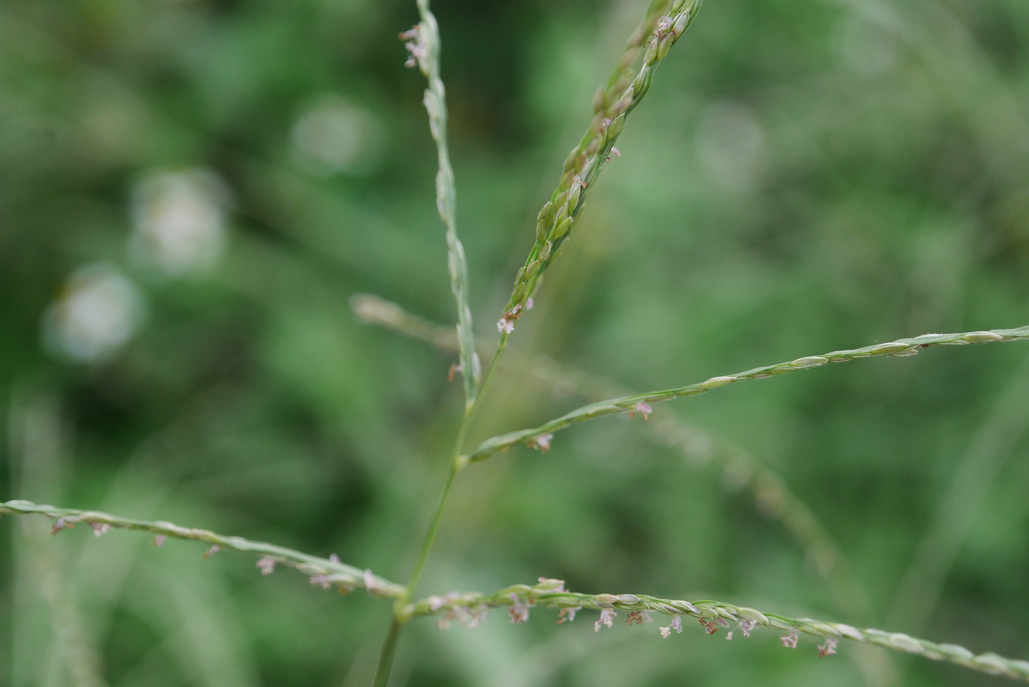 Digitaria setigera Roth