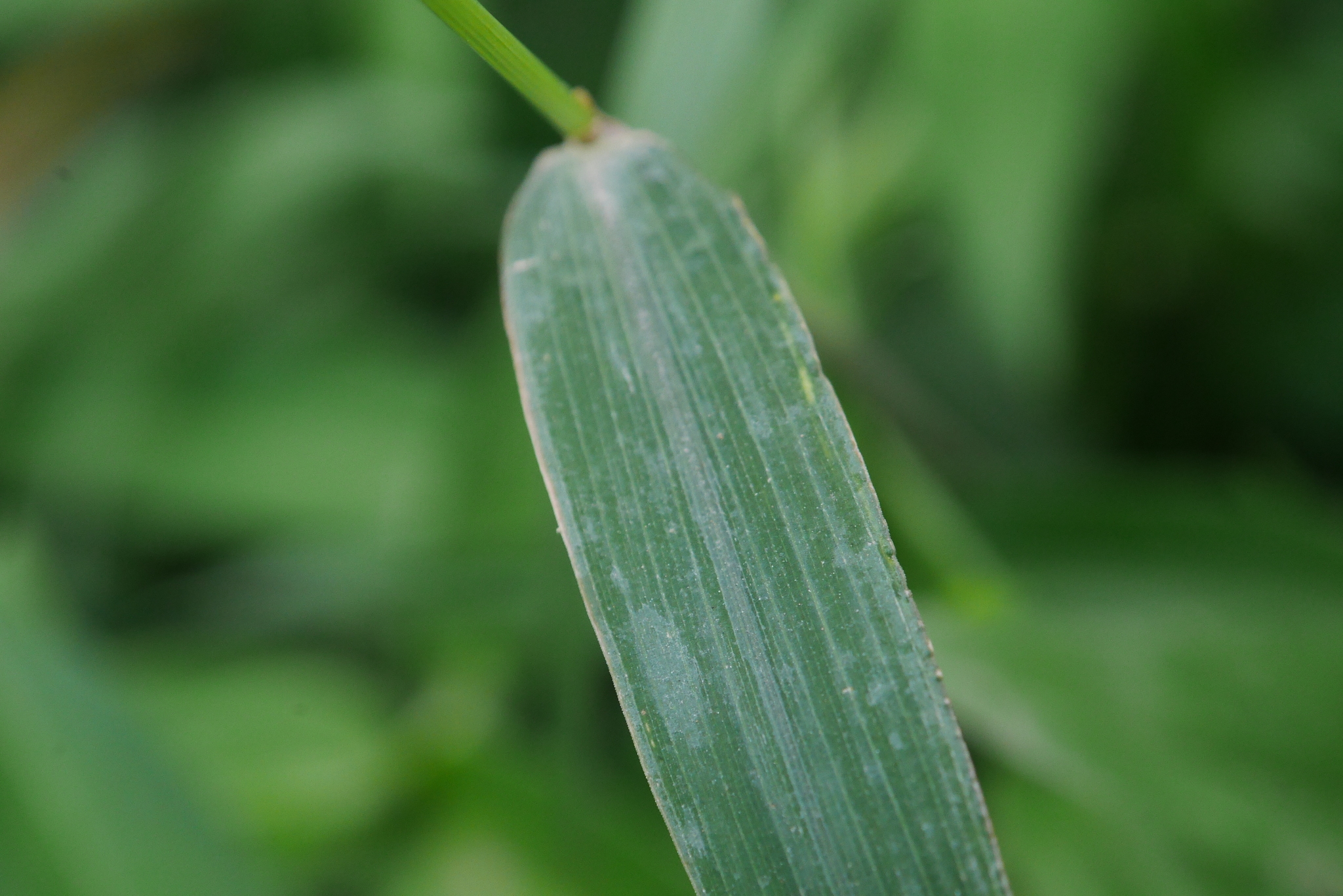 Digitaria setigera Roth