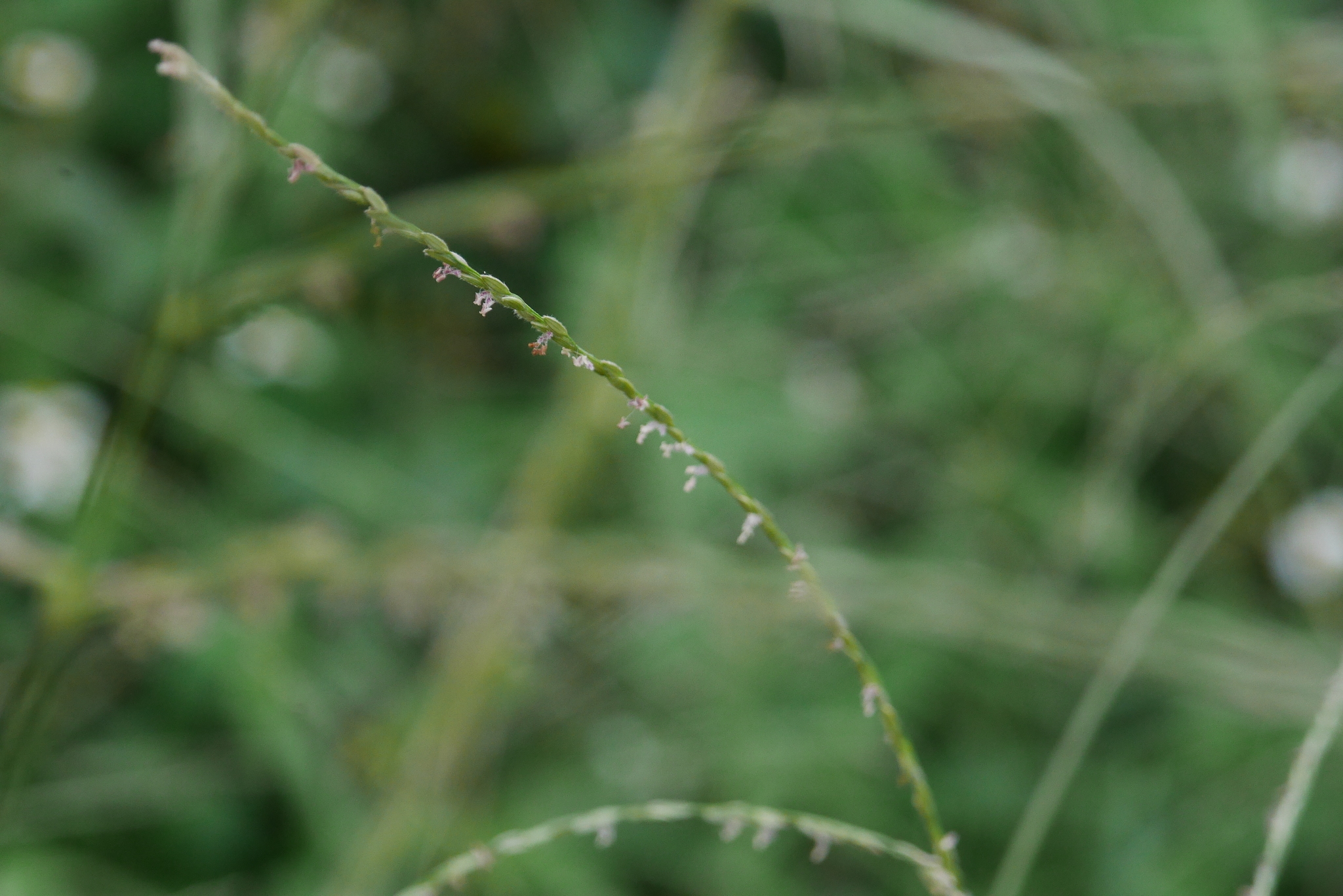Digitaria setigera Roth