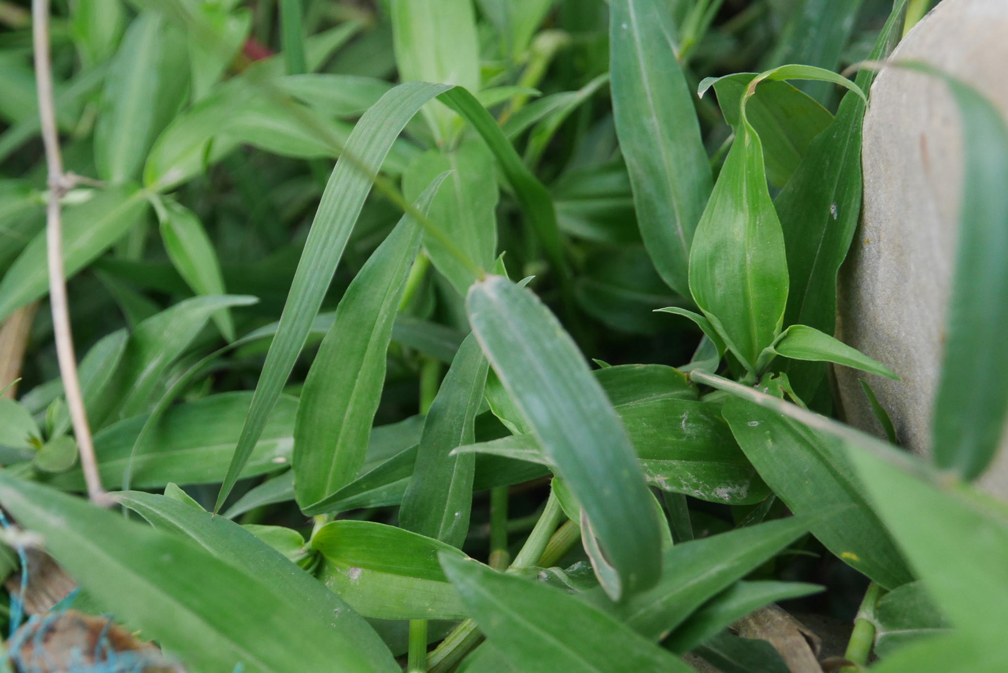 Digitaria setigera Roth