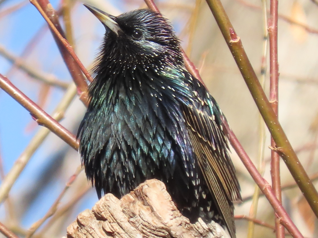 European Starling from Provo Bay, Provo, UT 84601, USA on December 19 ...
