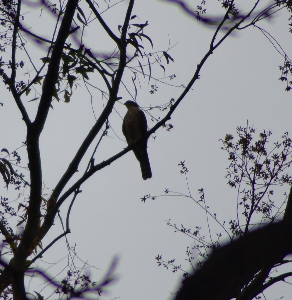 Sharp-shinned Hawk from Butantã, São Paulo - SP, Brasil on August 20 ...