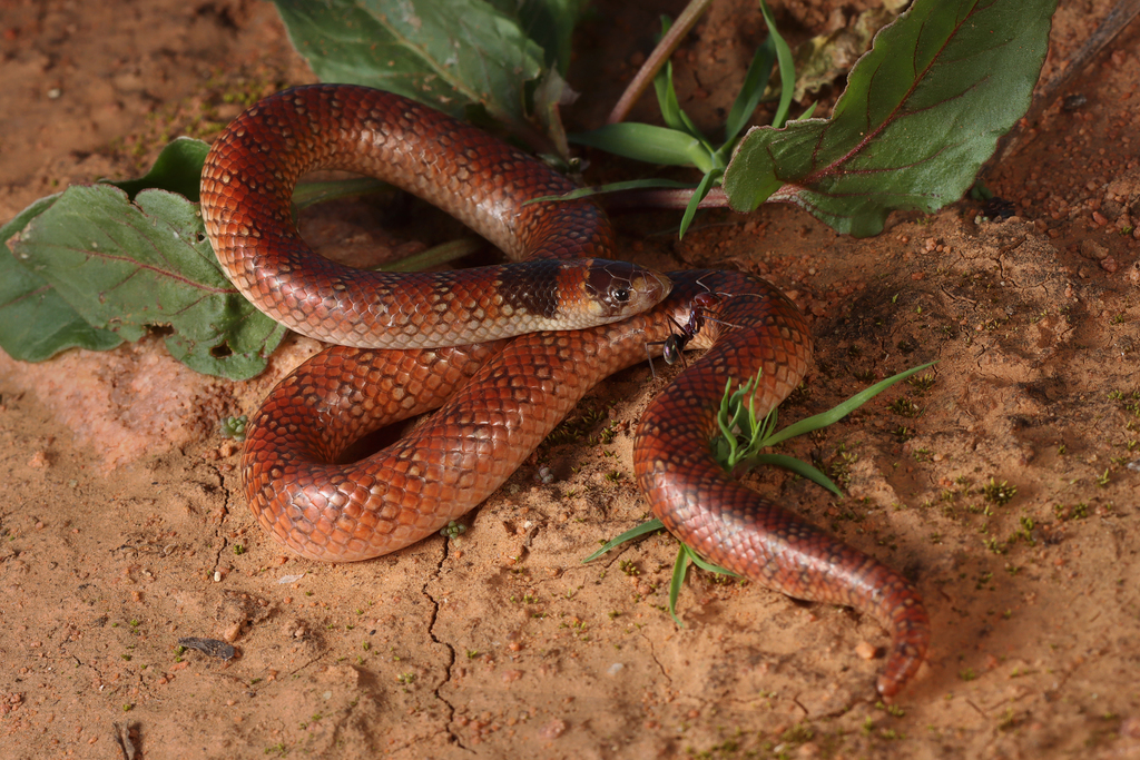 Australian Elapids (inc. Sea Snakes) (Hydrophiinae) - Snakes and Lizards