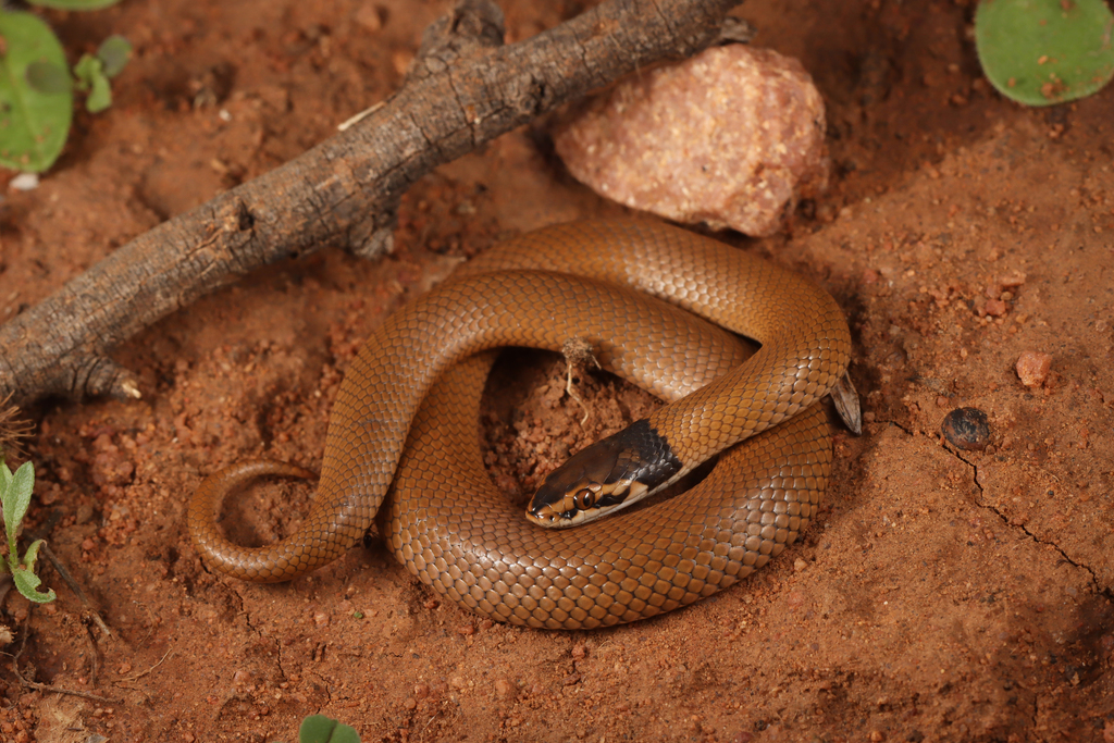Curl Snake in January 2019 by Connor Margetts · iNaturalist