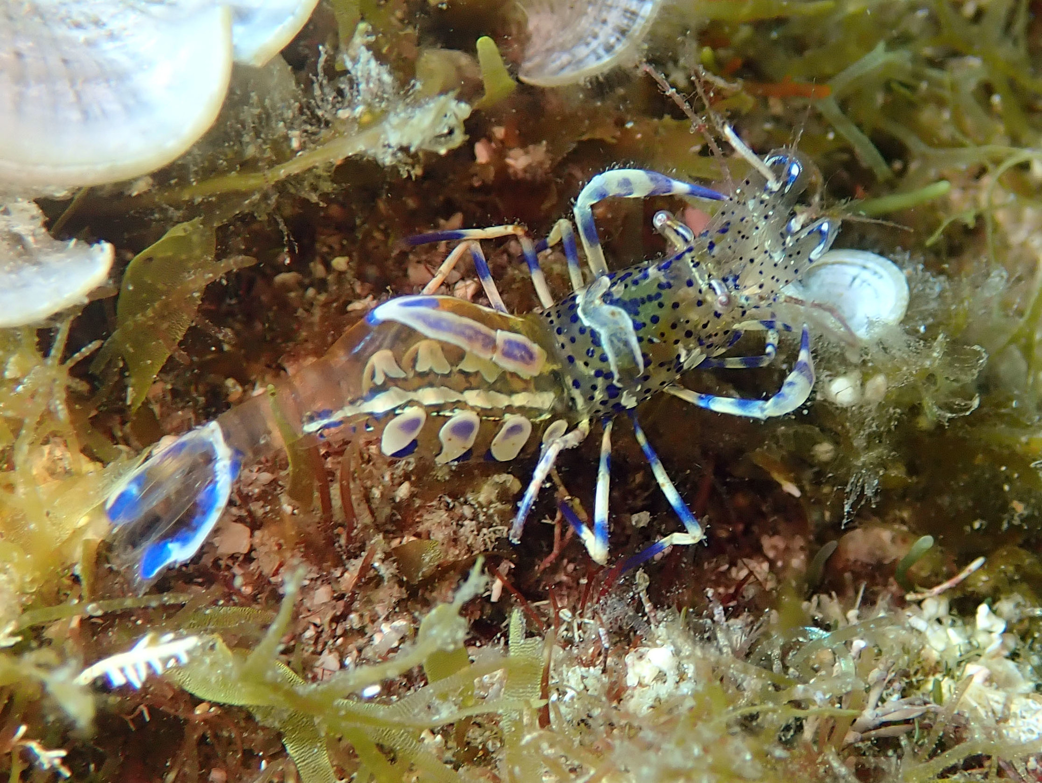 Periclimenes aegylios Grippa & dAcoz, 1996