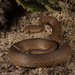 Bardick (Echiopsis curta) · iNaturalist